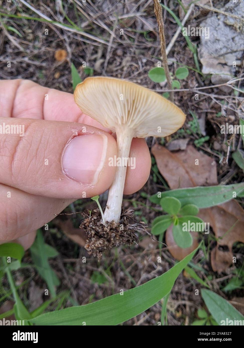 fairy ring marasmius (Marasmius oreades) Fungi Stock Photo - Alamy