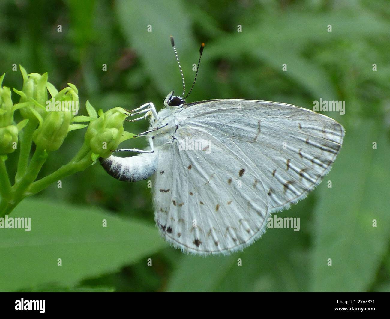 Summer Azure (Celastrina neglecta) Insecta Stock Photo - Alamy
