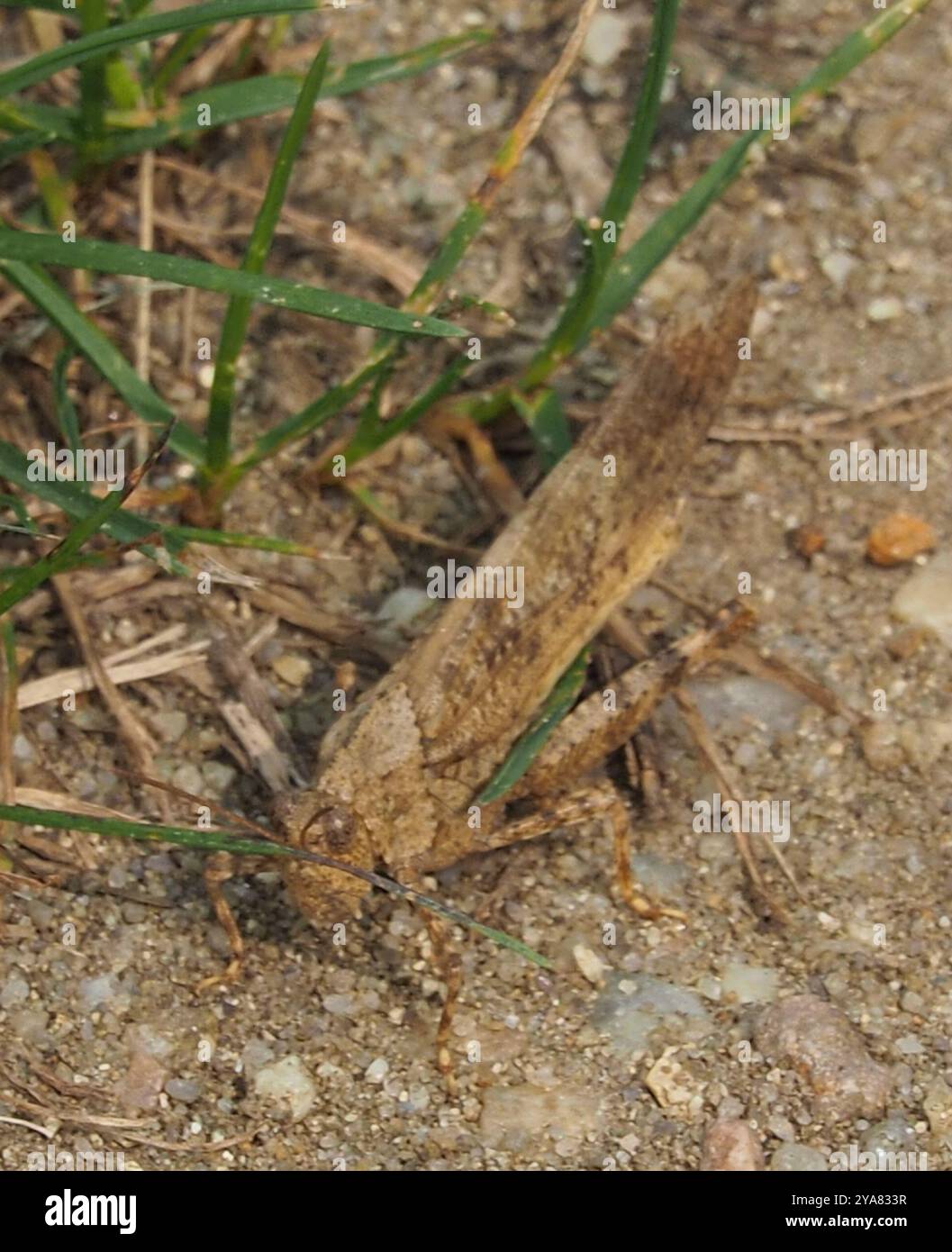 Carolina Grasshopper (Dissosteira carolina) Insecta Stock Photo - Alamy