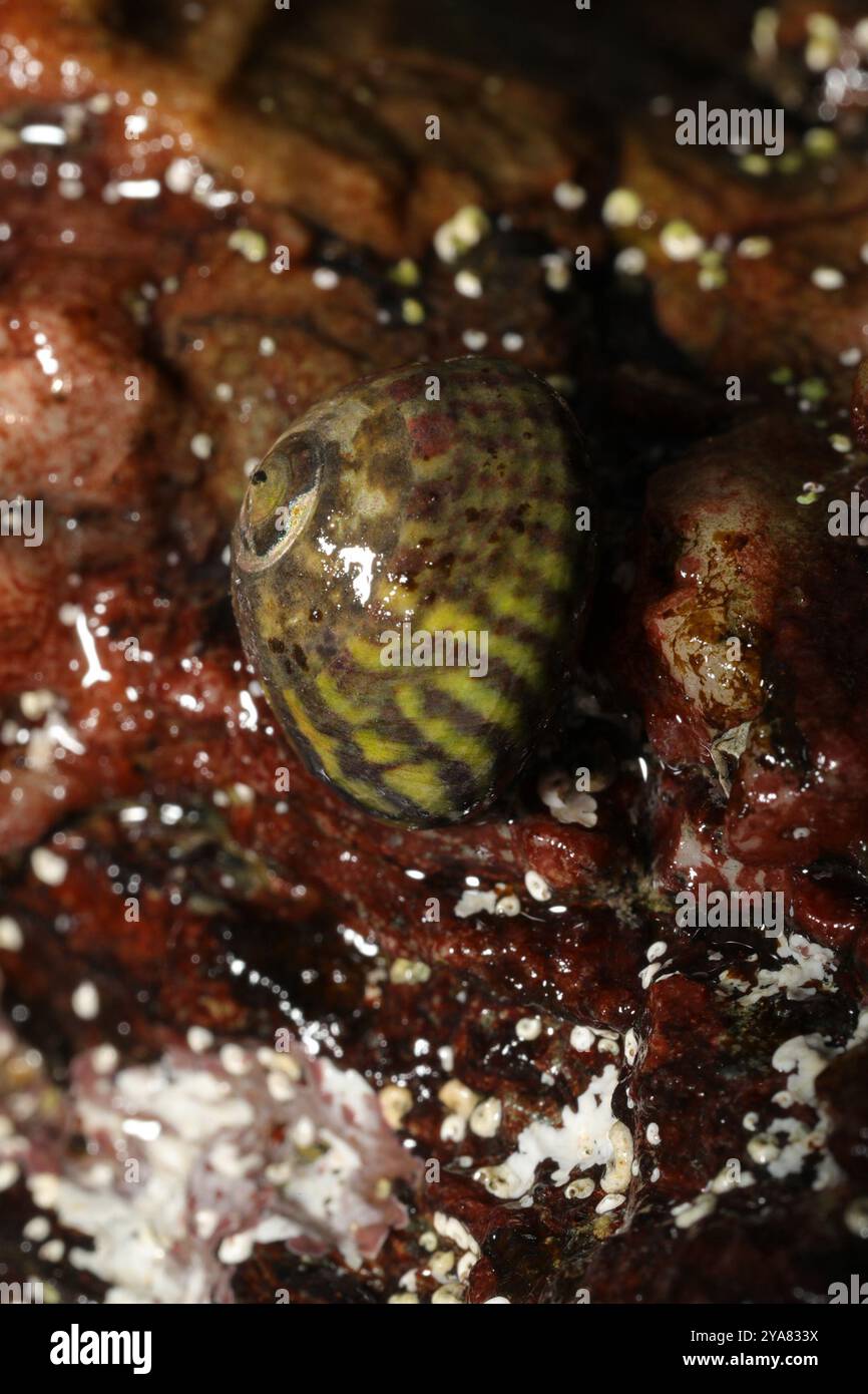 Purple Topshell (Steromphala umbilicalis) Mollusca Stock Photo - Alamy