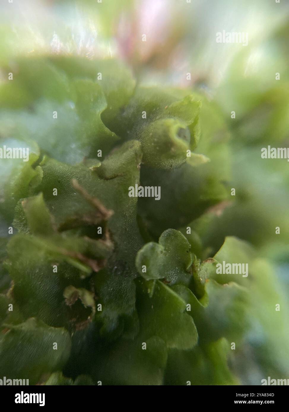 common pellia (Pellia epiphylla) Plantae Stock Photo - Alamy