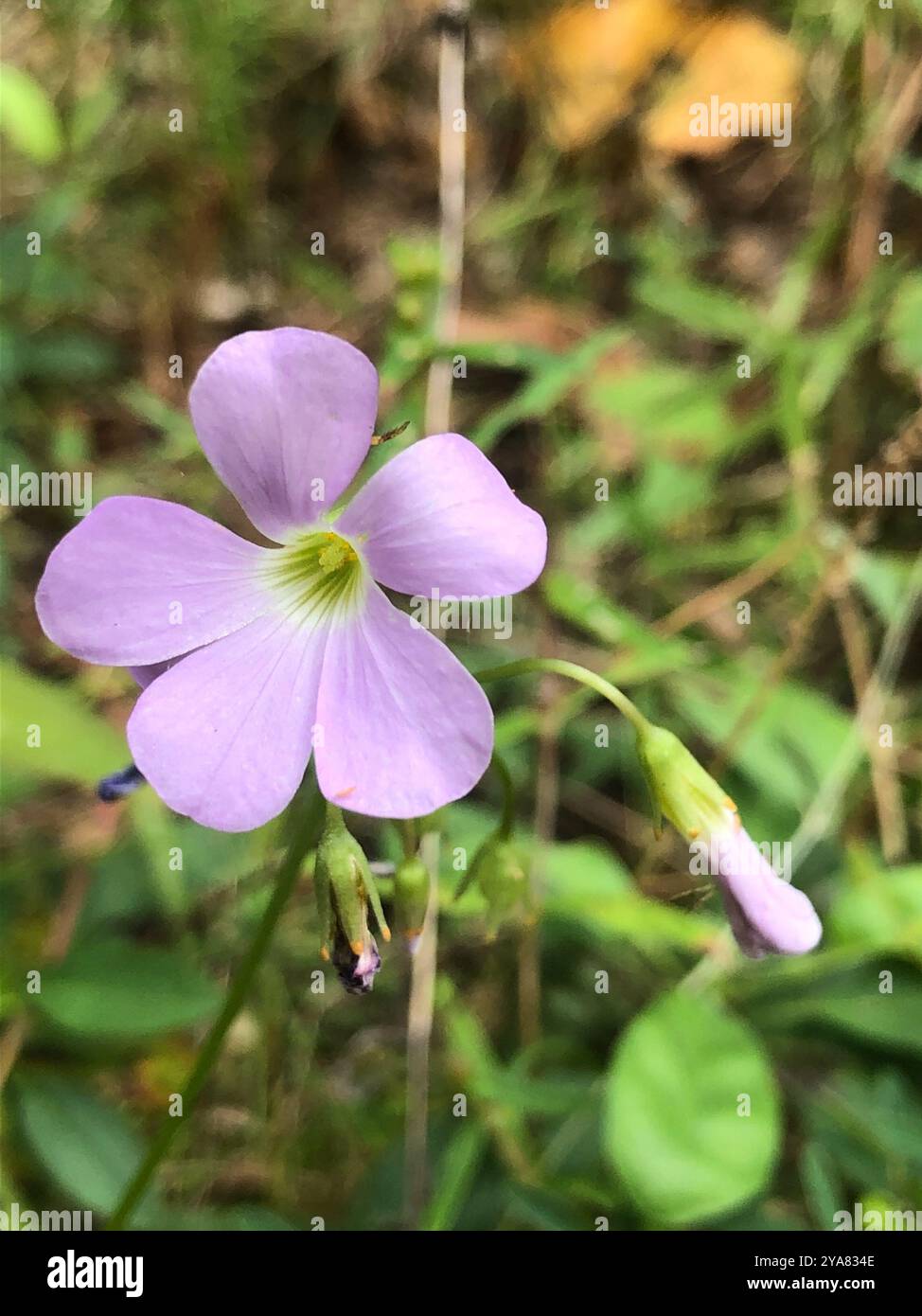 violet woodsorrel (Oxalis violacea) Plantae Stock Photo - Alamy