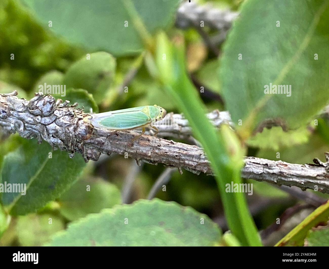 Green Leafhopper (Cicadella viridis) Insecta Stock Photo - Alamy