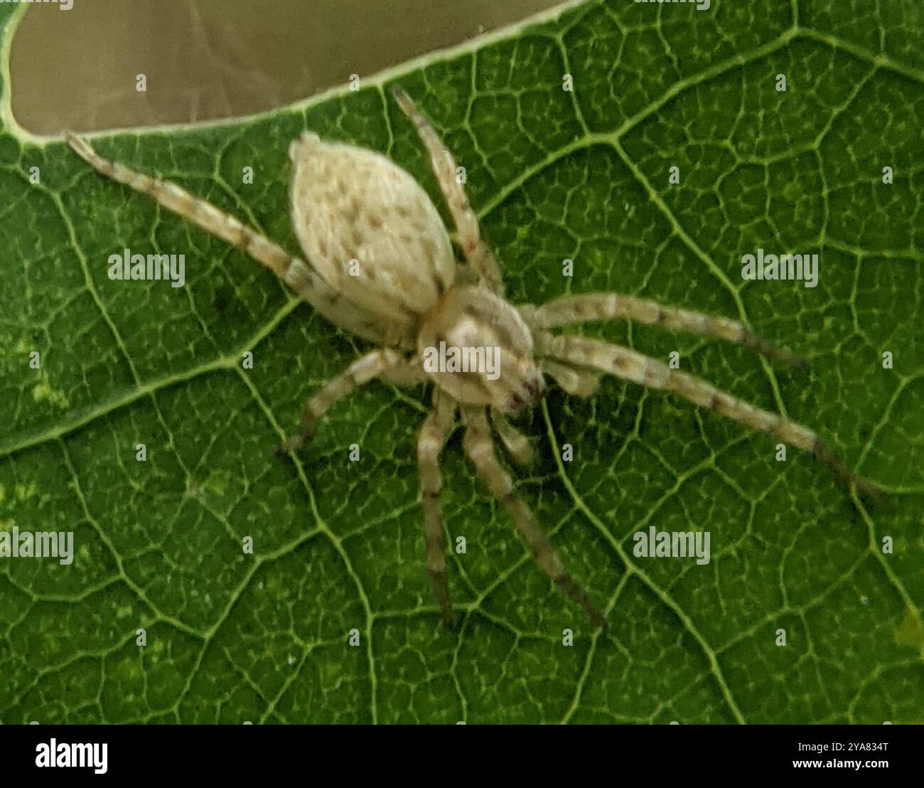 garden ghost spider (Hibana gracilis) Arachnida Stock Photo - Alamy