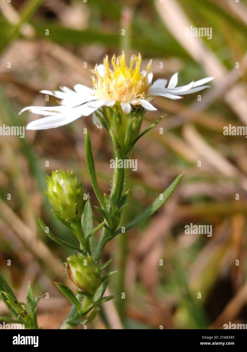 hairy white oldfield aster (Symphyotrichum pilosum) Plantae Stock Photo ...