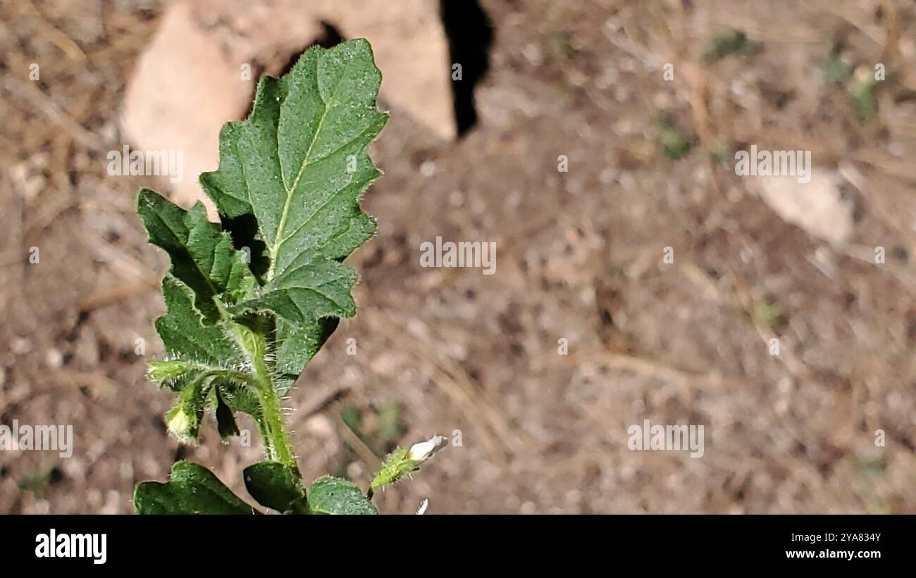 Green Nightshade (Solanum nitidibaccatum) Plantae Stock Photo - Alamy