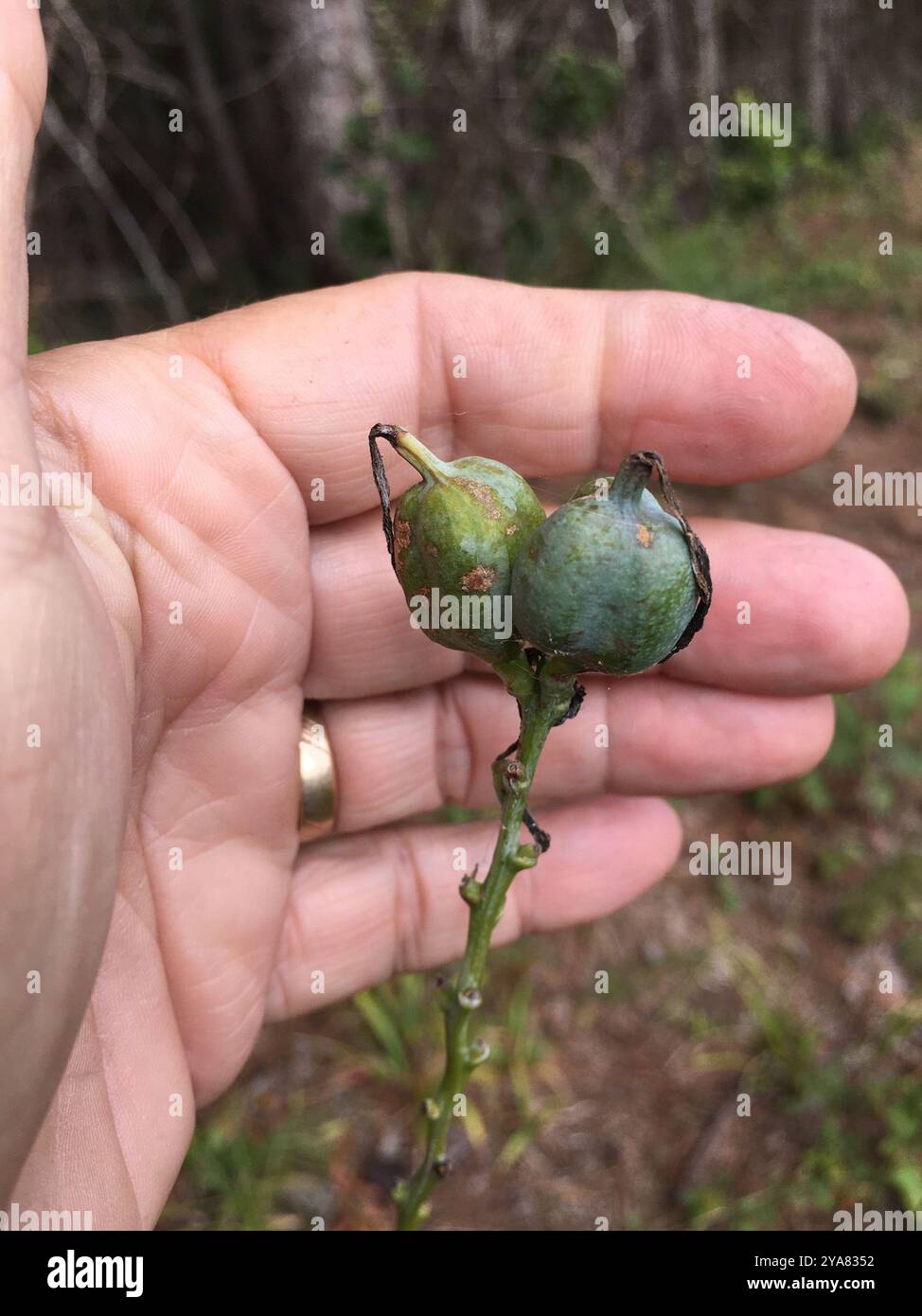 Eastern False Aloe (Manfreda virginica) Plantae Stock Photo - Alamy