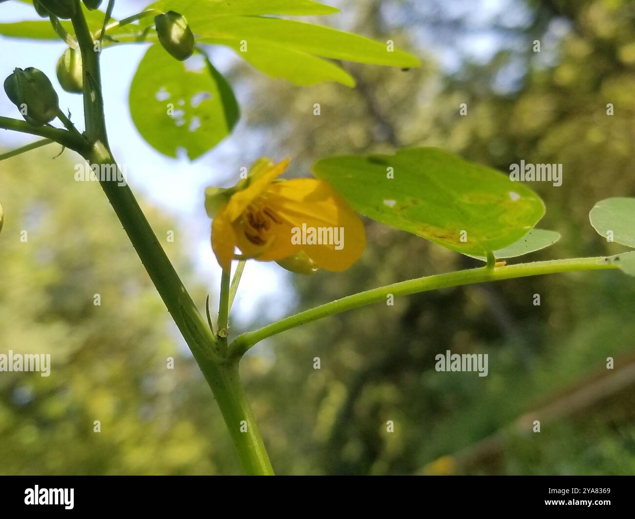 American Sicklepod (Senna obtusifolia) Plantae Stock Photo - Alamy
