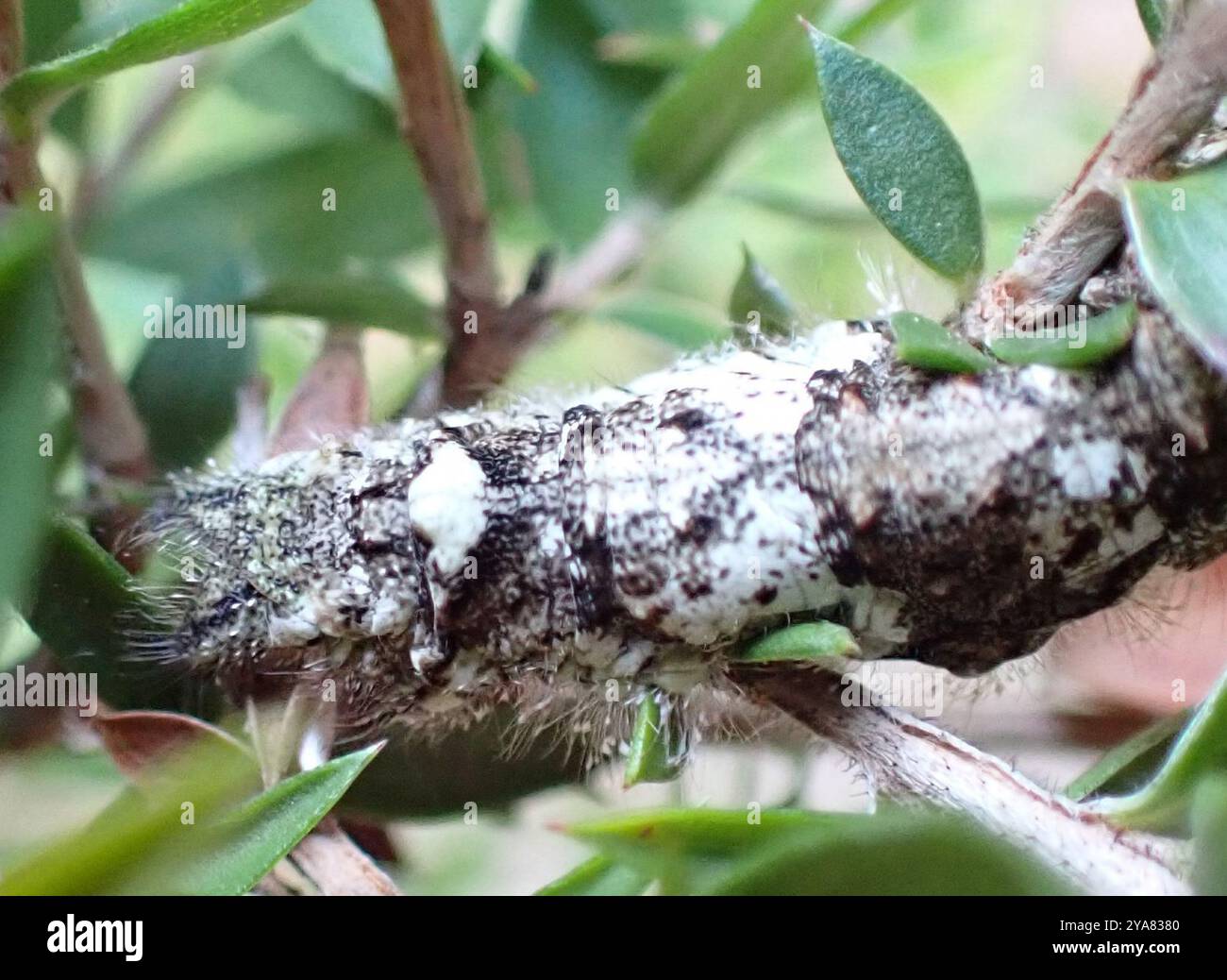 Lappet Moths (Lasiocampidae) Insecta Stock Photo - Alamy