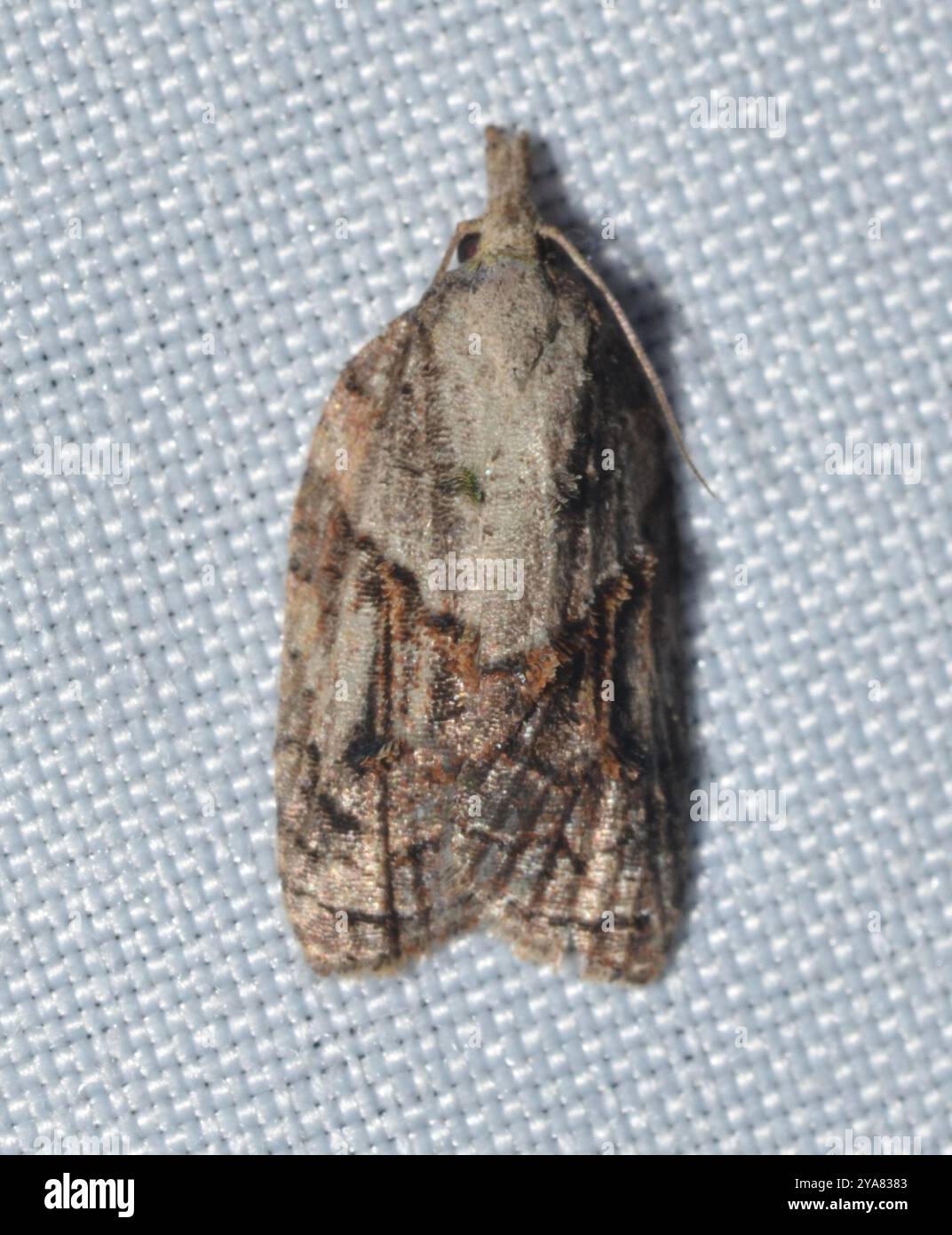 Tufted Apple Bud Moth (Platynota idaeusalis) Insecta Stock Photo - Alamy