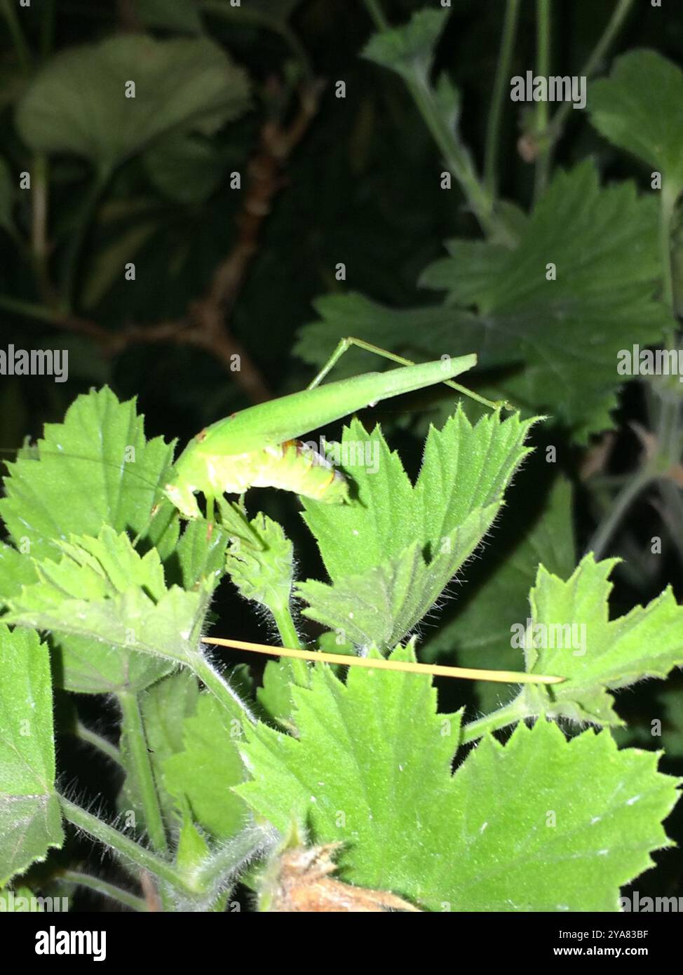 Mediterranean Katydid (Phaneroptera nana) Insecta Stock Photo - Alamy