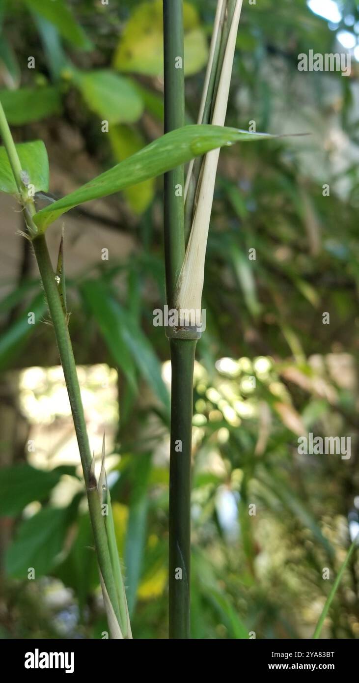 river cane (Arundinaria gigantea) Plantae Stock Photo - Alamy