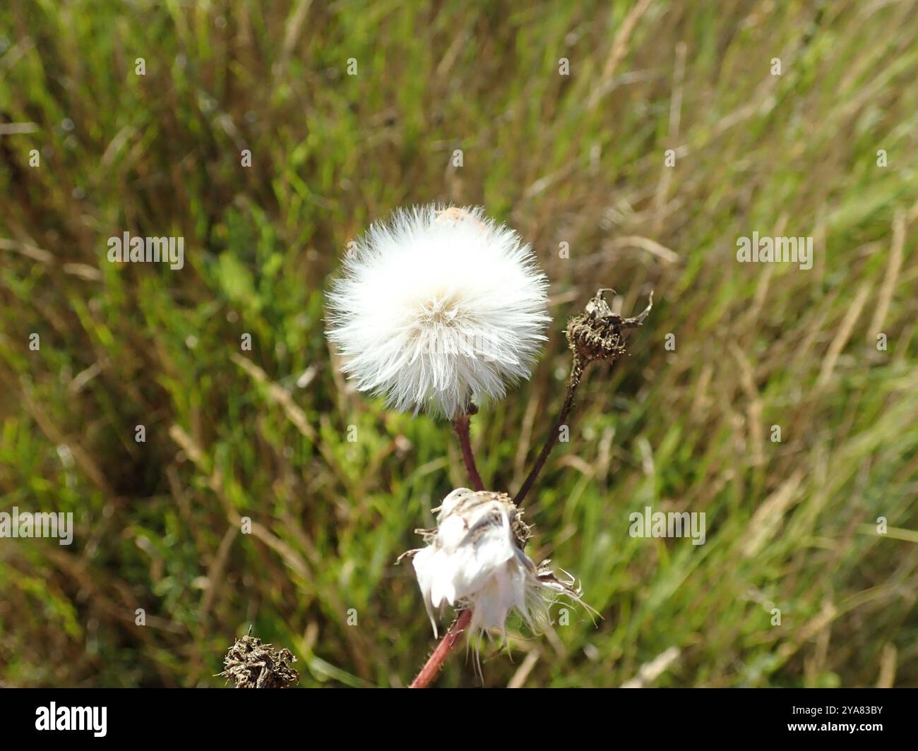 glandular field sowthistle (Sonchus arvensis arvensis) Plantae Stock ...