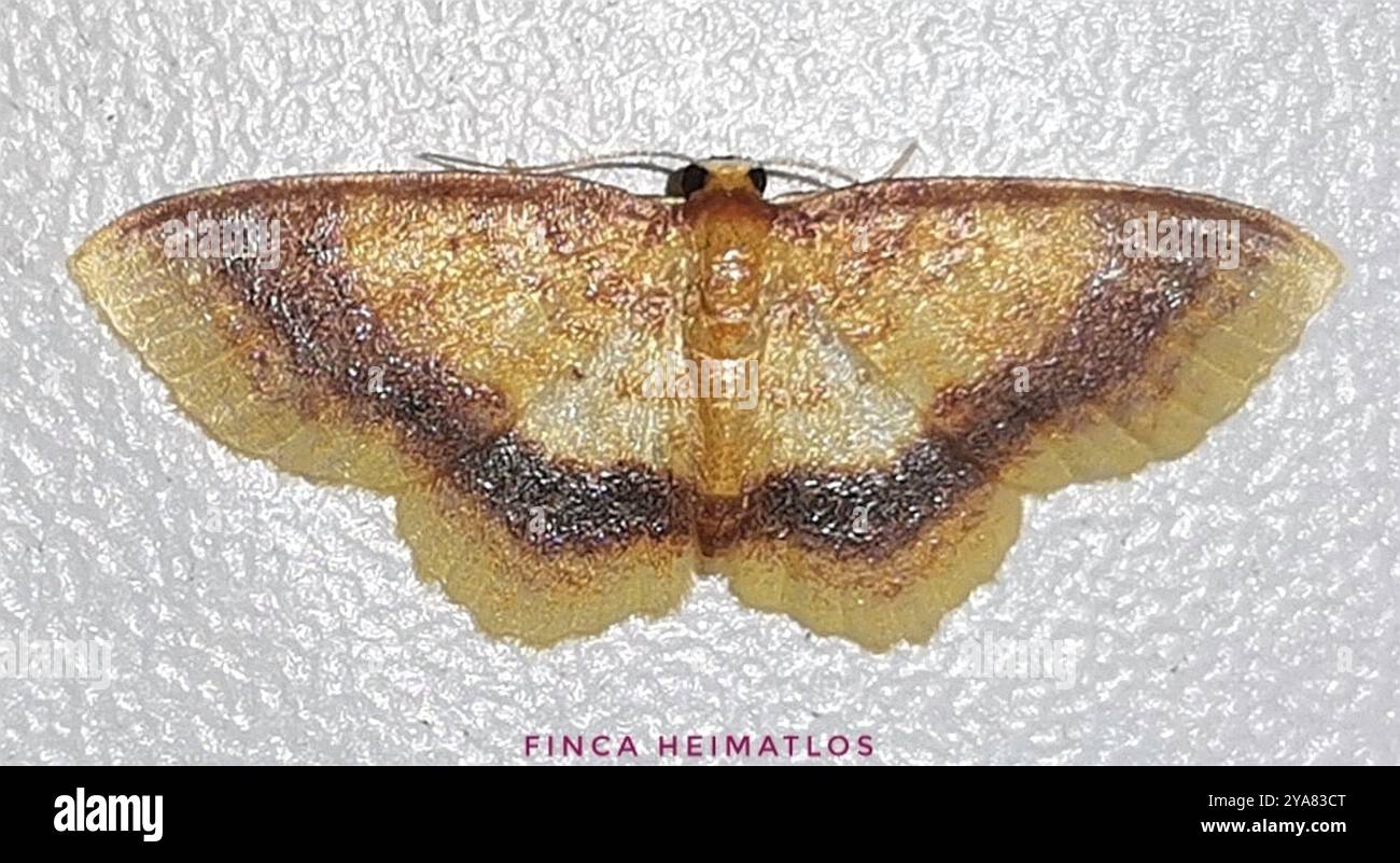 (Eois fasciata) Insecta Stock Photo - Alamy