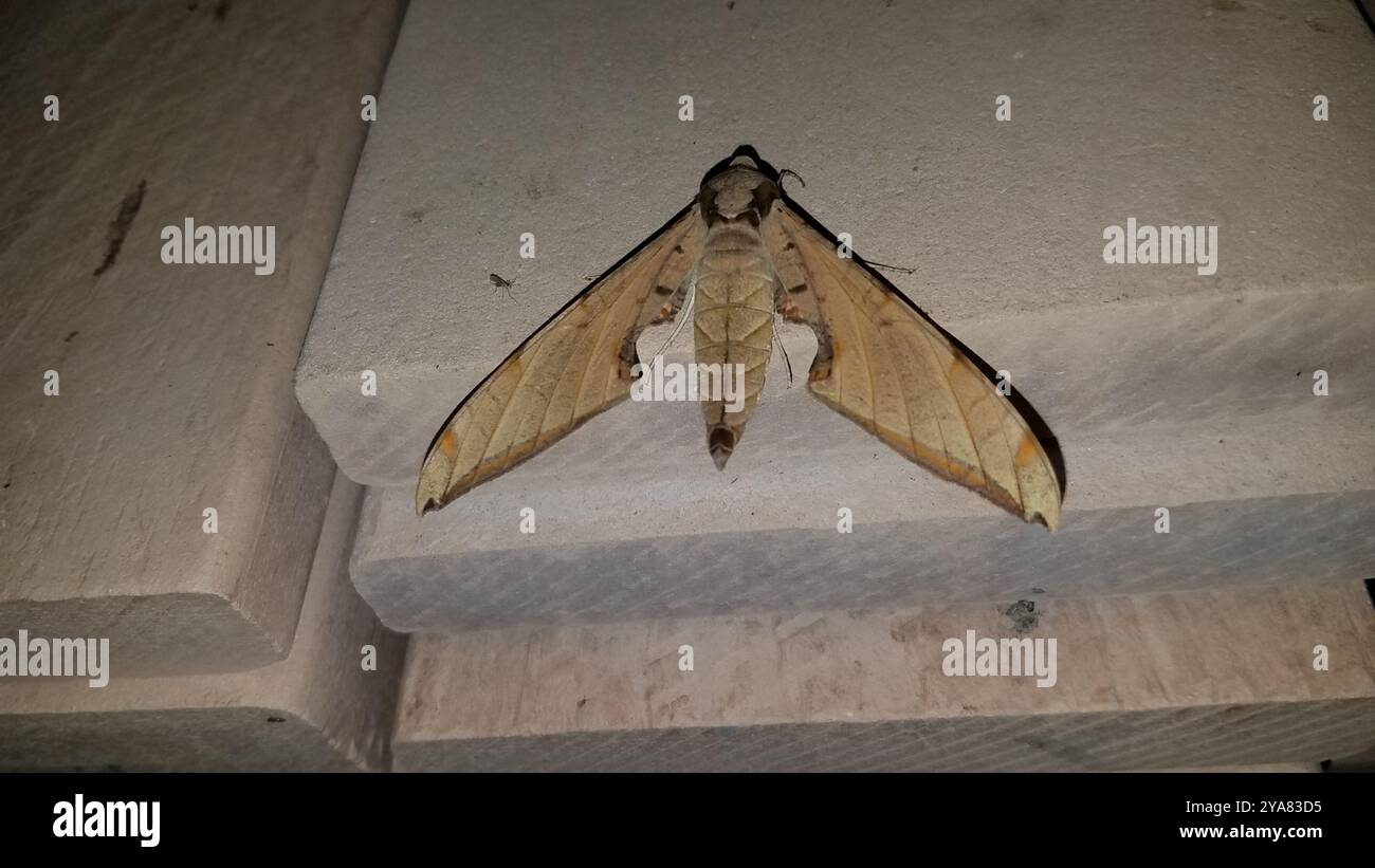 Streaked Sphinx (Protambulyx strigilis) Insecta Stock Photo - Alamy