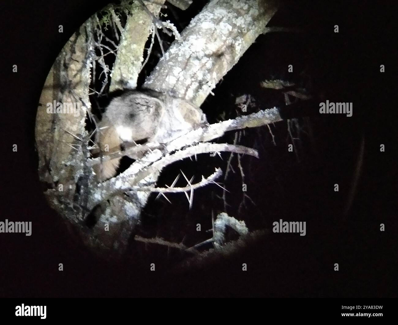 Brown Greater Galago (Otolemur crassicaudatus) Mammalia Stock Photo - Alamy