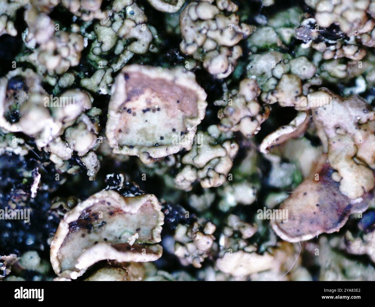 Brown Rock Shield Lichens (Neofuscelia) Fungi Stock Photo - Alamy
