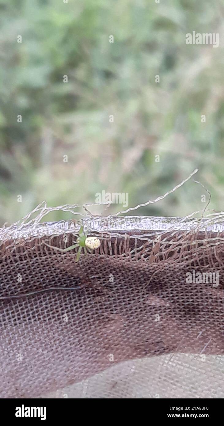 Triangle Crab Spider (Ebrechtella tricuspidata) Arachnida Stock Photo ...