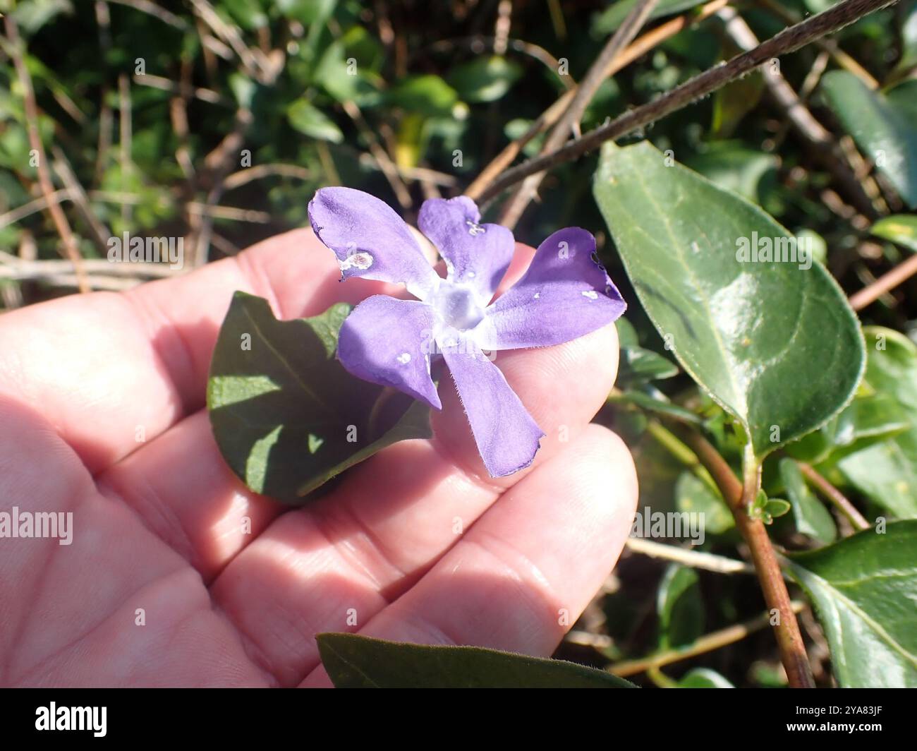 greater periwinkle (Vinca major) Plantae Stock Photo - Alamy