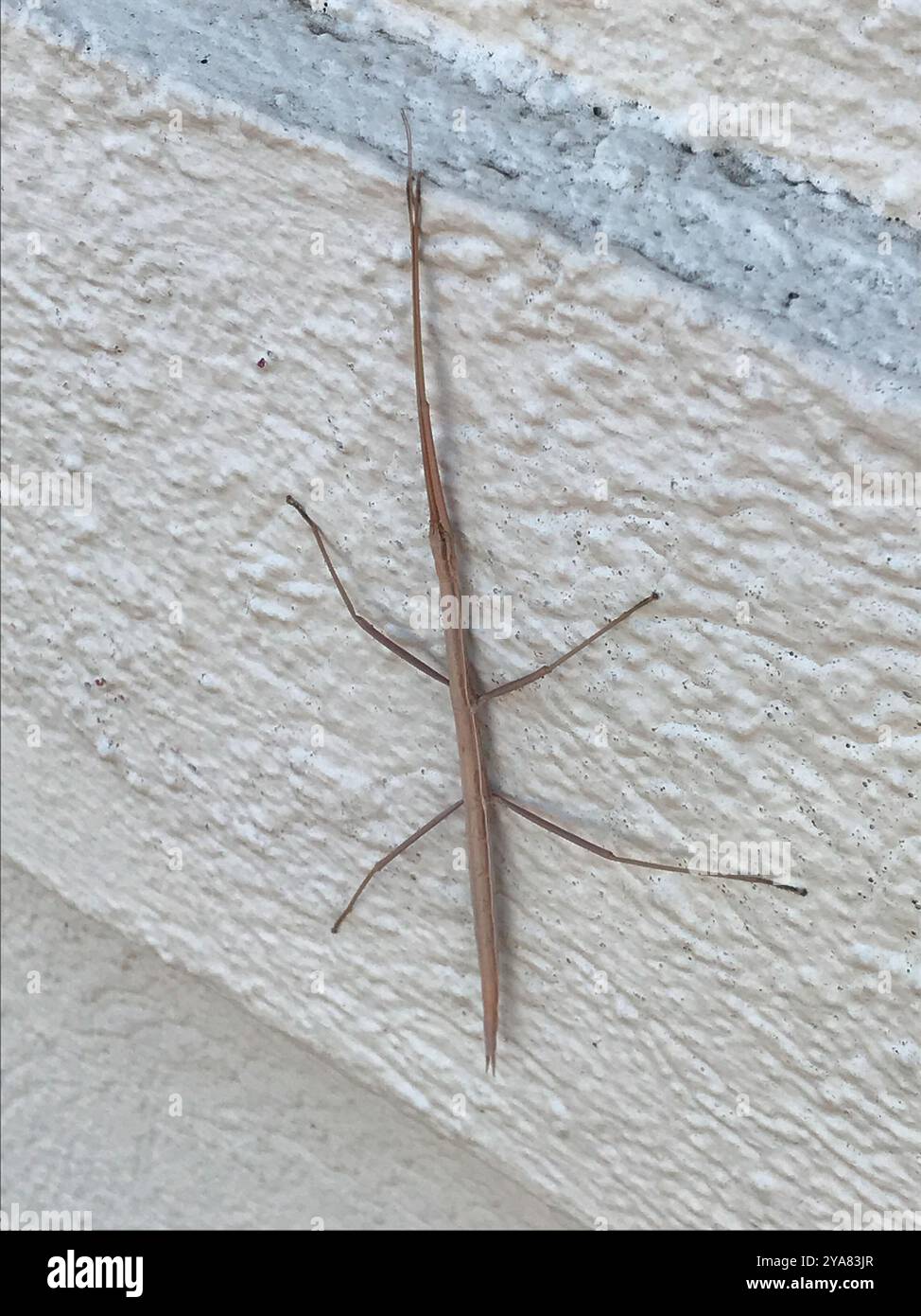 Stick Insects (Phasmida) Insecta Stock Photo - Alamy