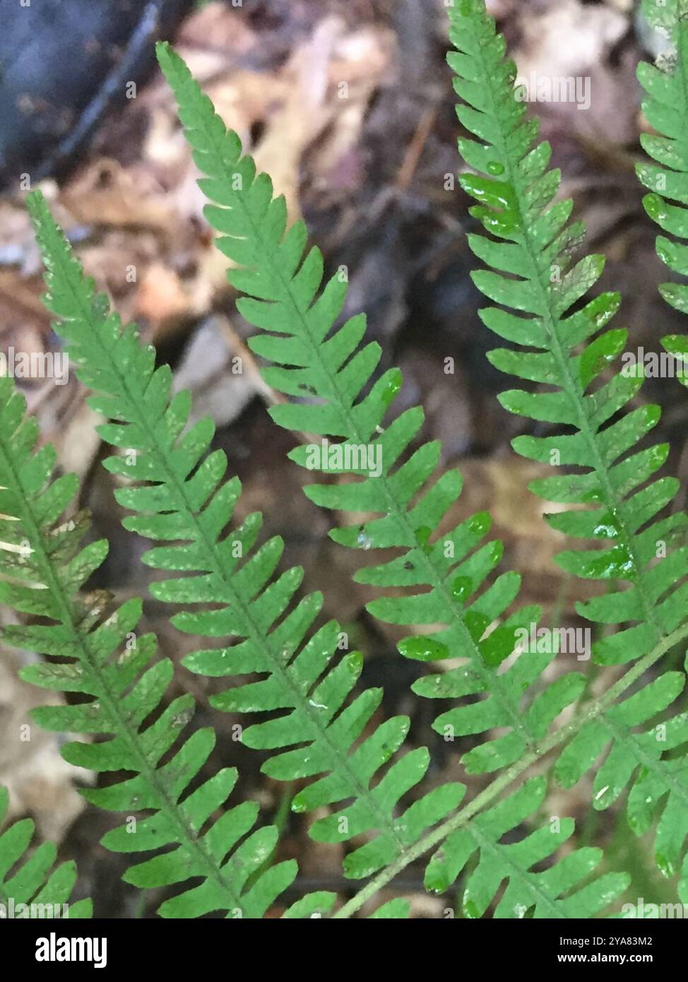 New York fern (Amauropelta noveboracensis) Plantae Stock Photo - Alamy