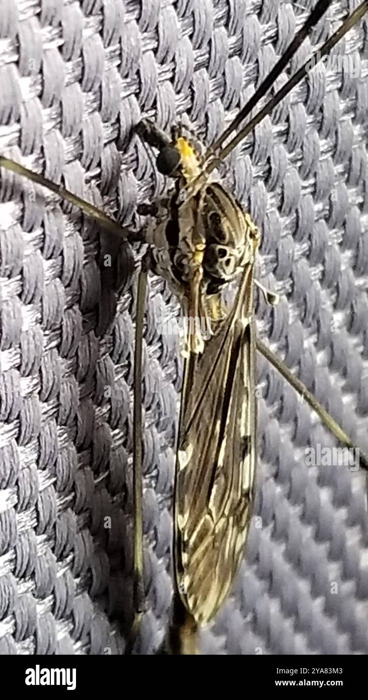 Giant Crane Fly (Tipula abdominalis) Insecta Stock Photo - Alamy