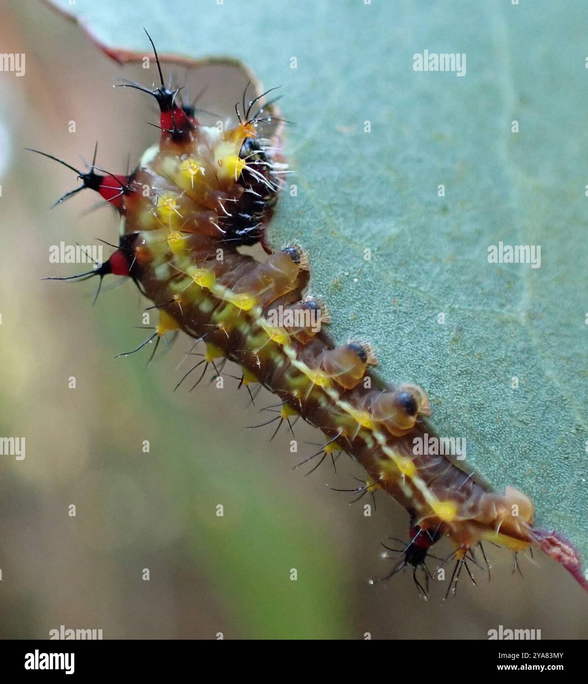 Helena Gum Moth (Opodiphthera helena) Insecta Stock Photo - Alamy