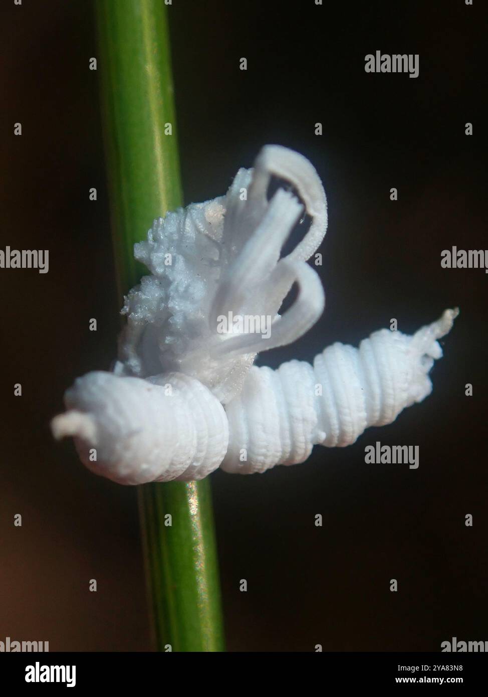 Flatid Planthoppers (Flatidae) Insecta Stock Photo - Alamy