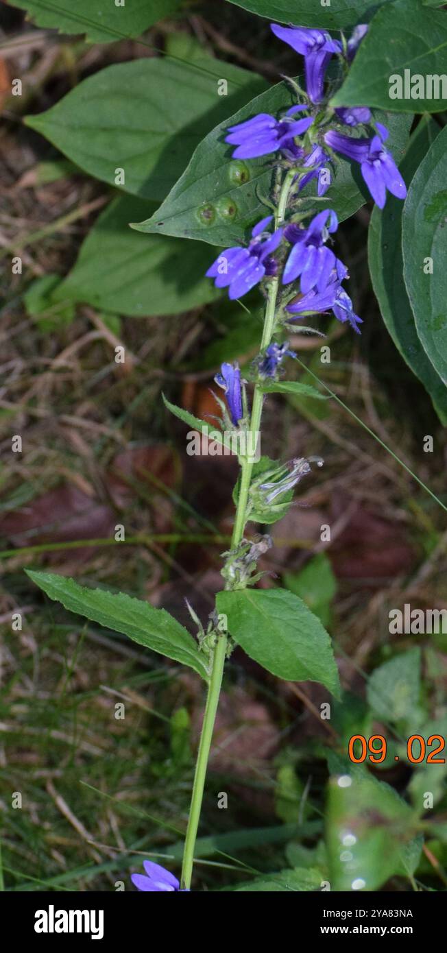 Great Blue Lobelia Lobelia Siphilitica Plantae Stock Photo Alamy