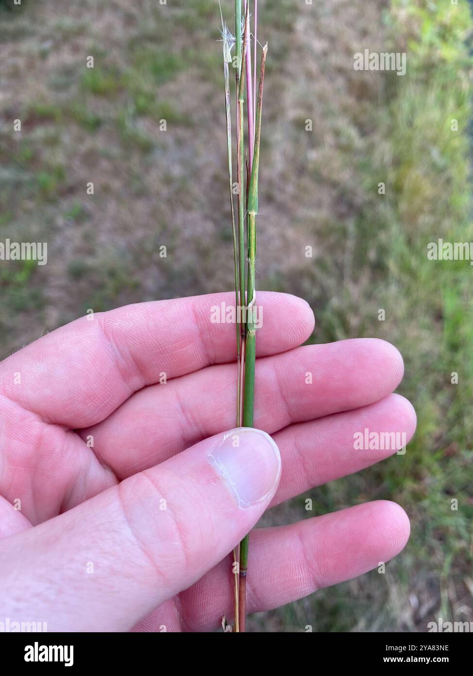 bluestems, thatching grasses, and allies (Andropogoninae) Plantae Stock ...