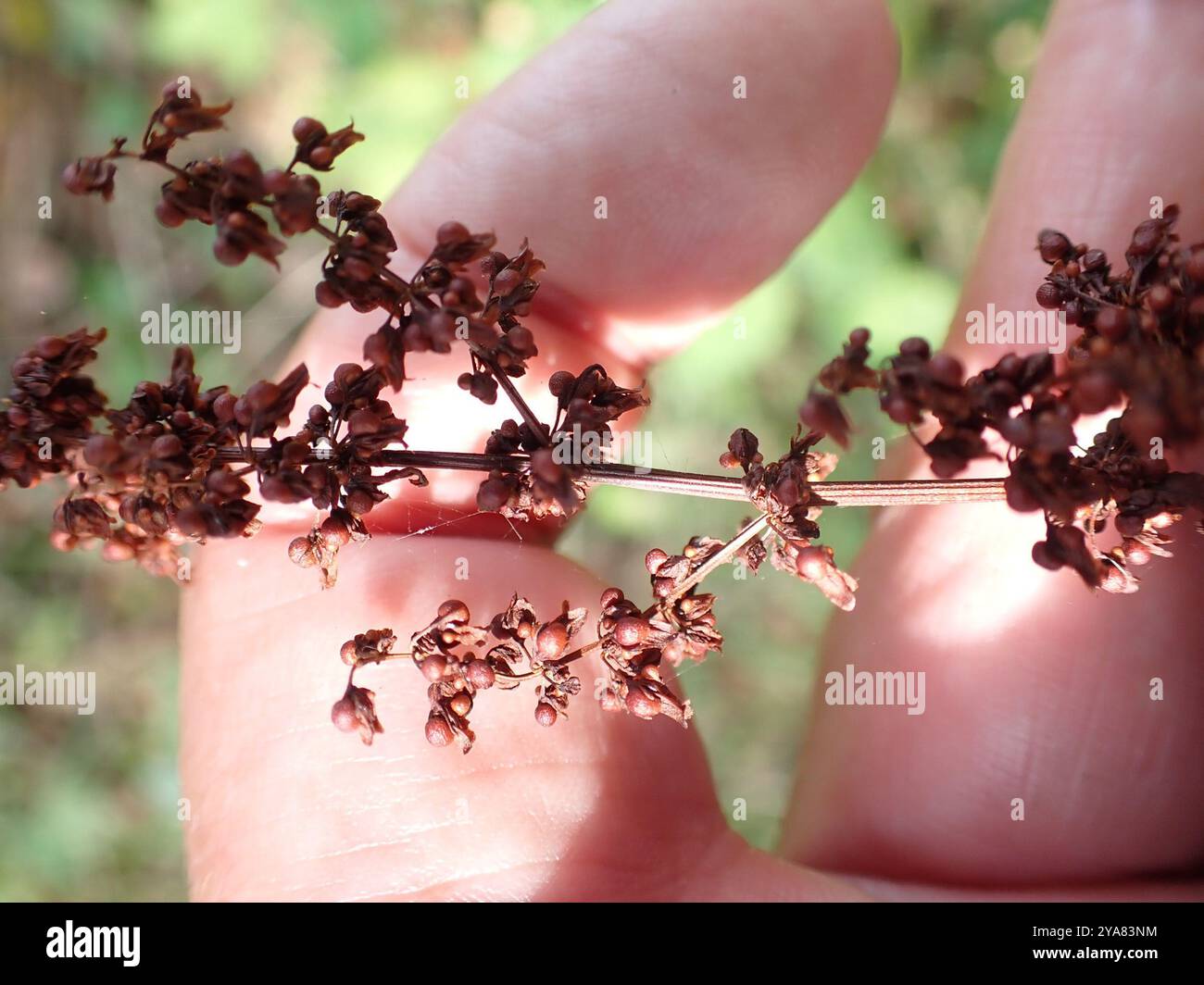 Clustered Dock (Rumex conglomeratus) Plantae Stock Photo - Alamy