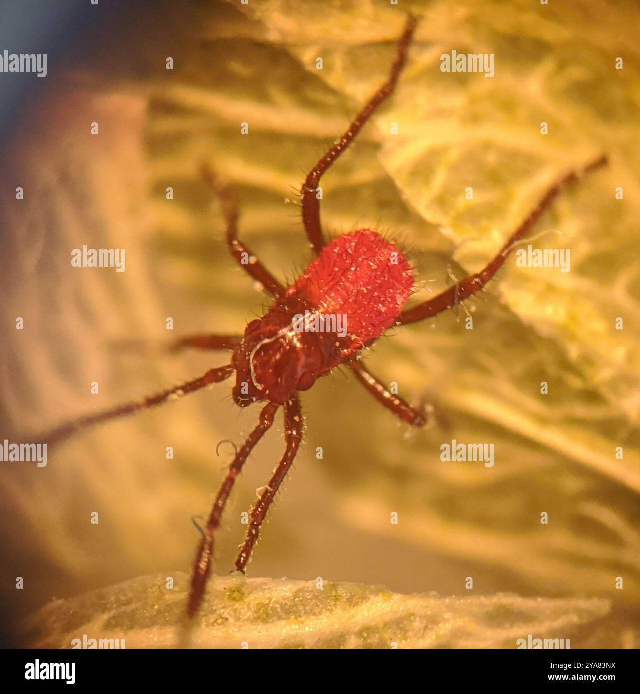 Eastern Boxelder Bug (Boisea trivittata) Insecta Stock Photo - Alamy