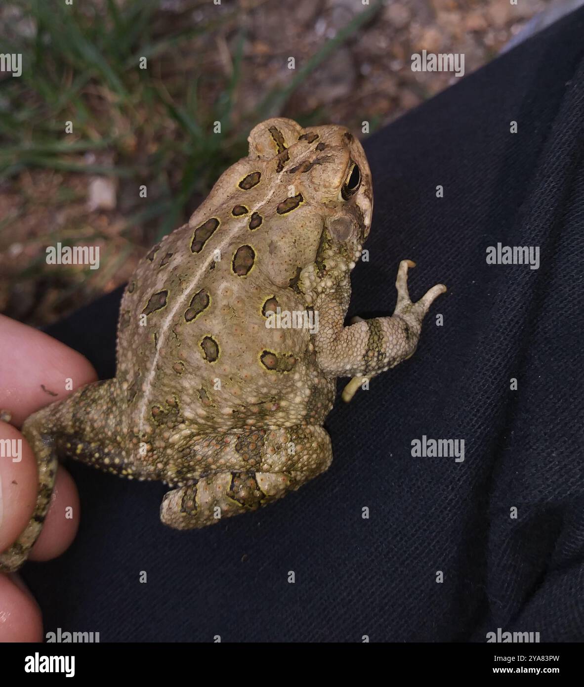 Fowler's Toad (Anaxyrus fowleri) Amphibia Stock Photo - Alamy