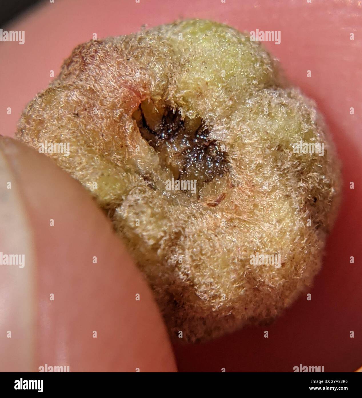 Oak Rough Bulletgall Wasp (Disholcaspis quercusmamma) Insecta Stock ...