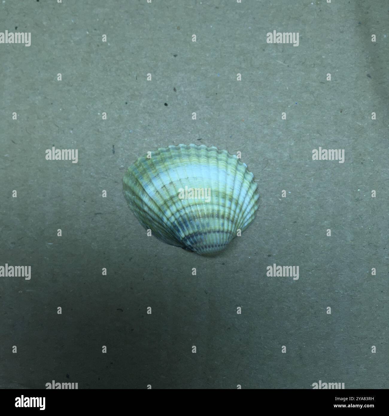 Lagoon Cockle (Cerastoderma glaucum) Mollusca Stock Photo - Alamy