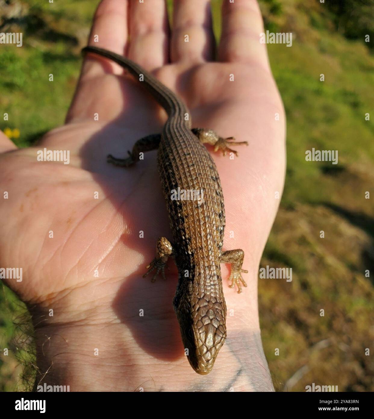 Northern Alligator Lizard (Elgaria coerulea) Reptilia Stock Photo - Alamy