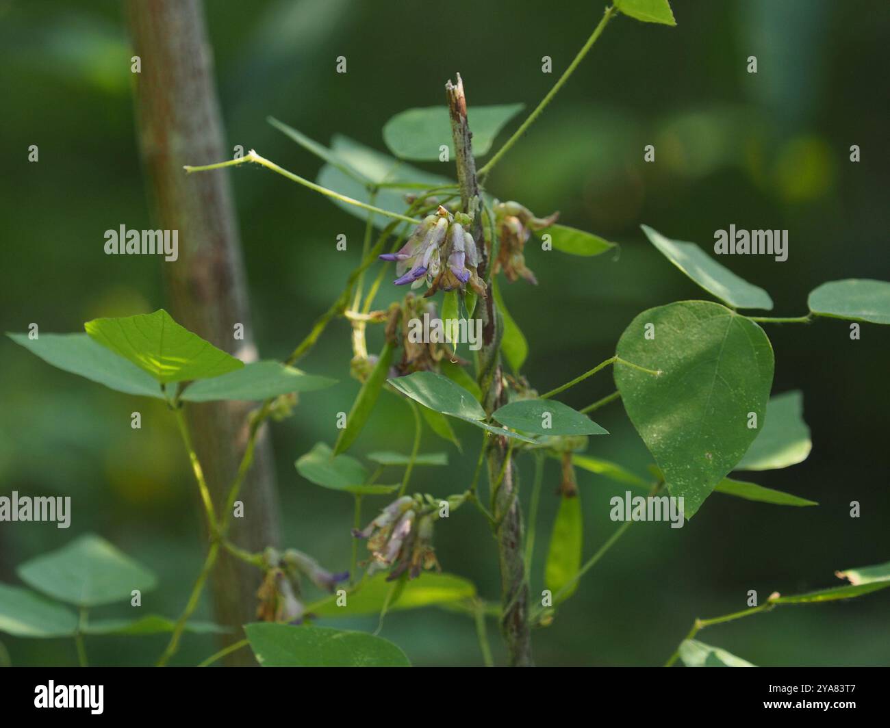 American hog-peanut (Amphicarpaea bracteata) Plantae Stock Photo - Alamy