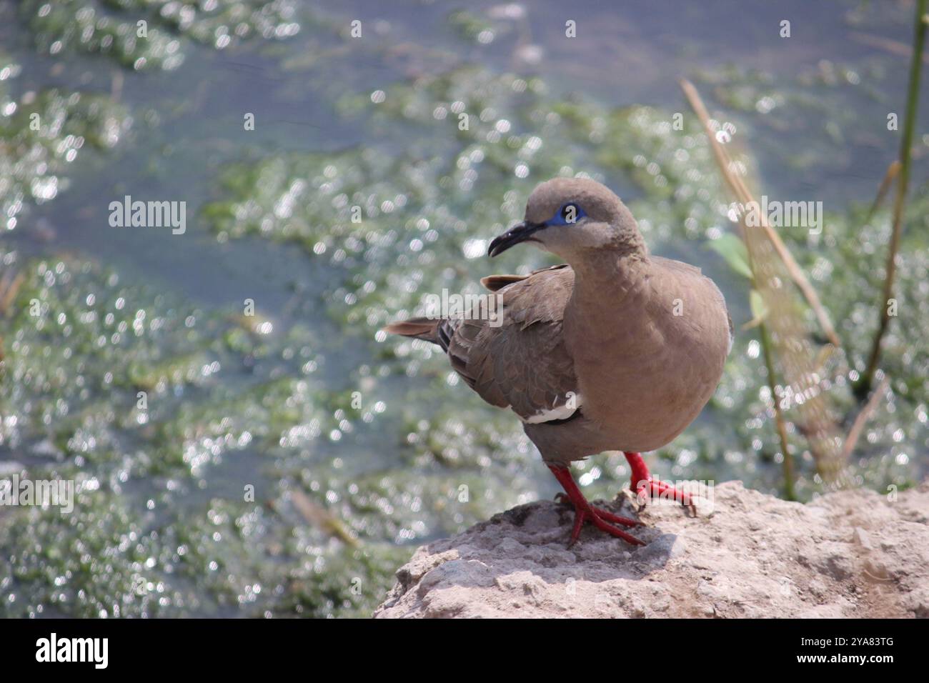 West Peruvian Dove (Zenaida meloda) Aves Stock Photo - Alamy
