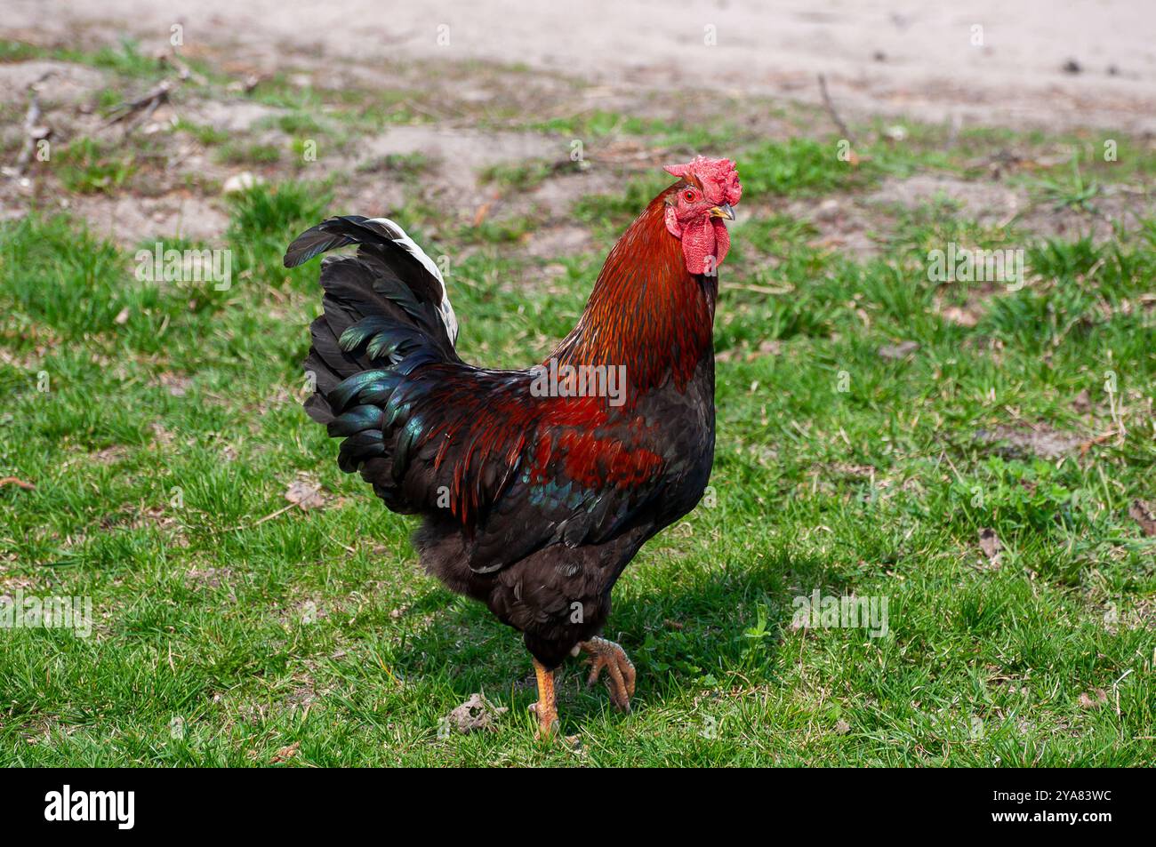 Beautiful rooster with red feather neck outdoor Stock Photo - Alamy