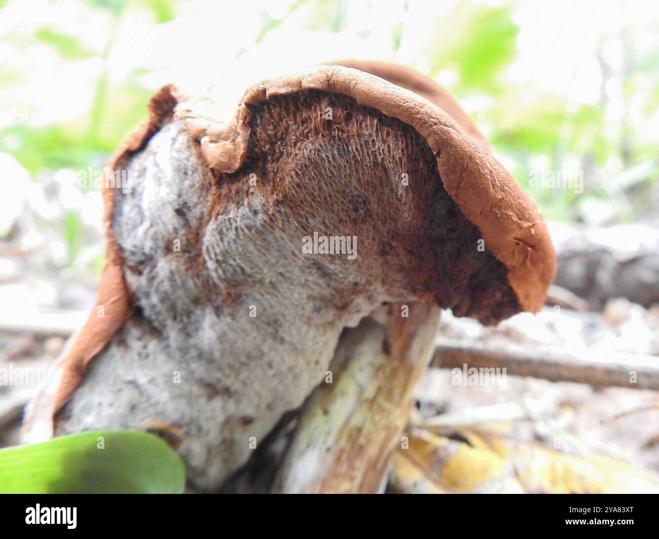 Red-mouth Bolete (Neoboletus subvelutipes) Fungi Stock Photo - Alamy
