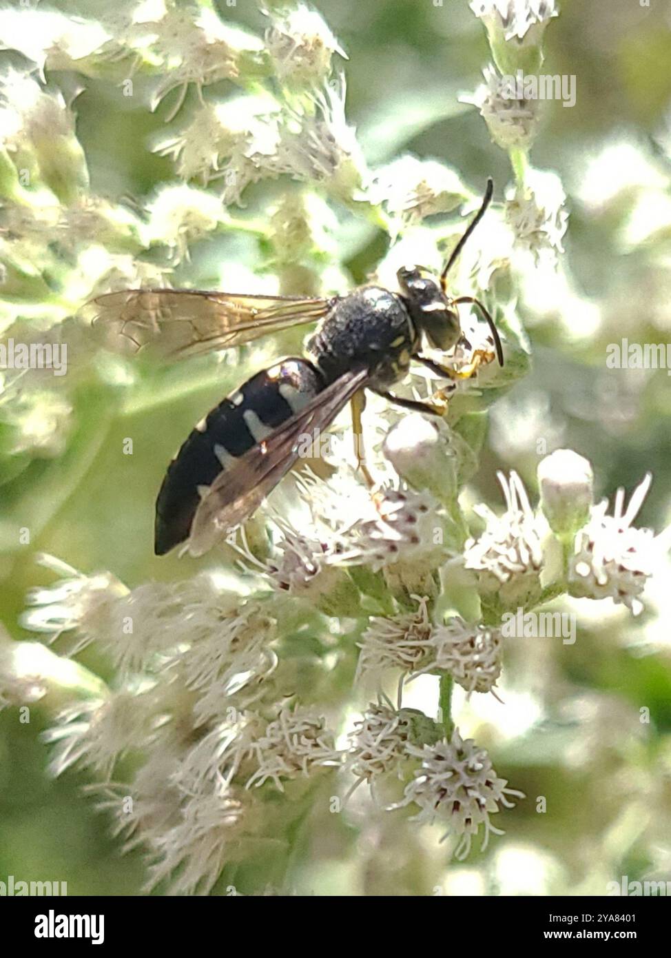 Four-banded Stink Bug Wasp (Bicyrtes quadrifasciatus) Insecta Stock ...