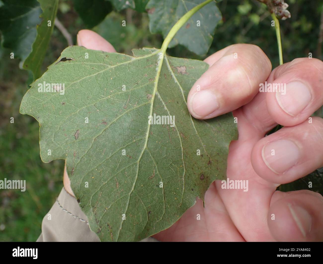 Hybrid Black-poplar (Populus × canadensis) Plantae Stock Photo - Alamy