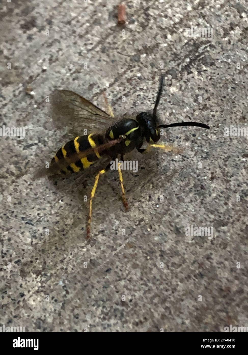 Alaska Yellowjacket (Vespula alascensis) Insecta Stock Photo - Alamy