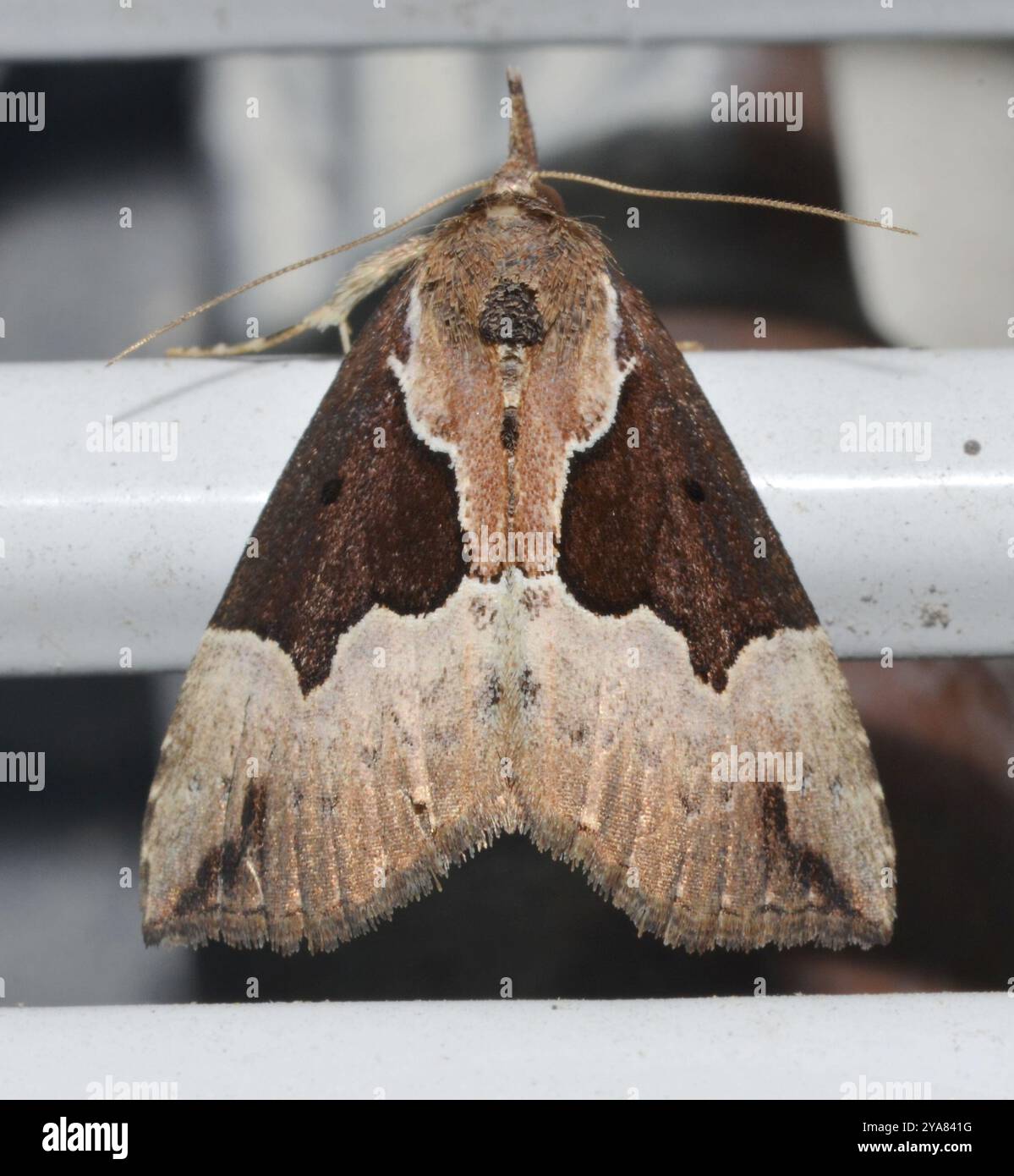 Dimorphic Snout (Hypena bijugalis) Insecta Stock Photo - Alamy