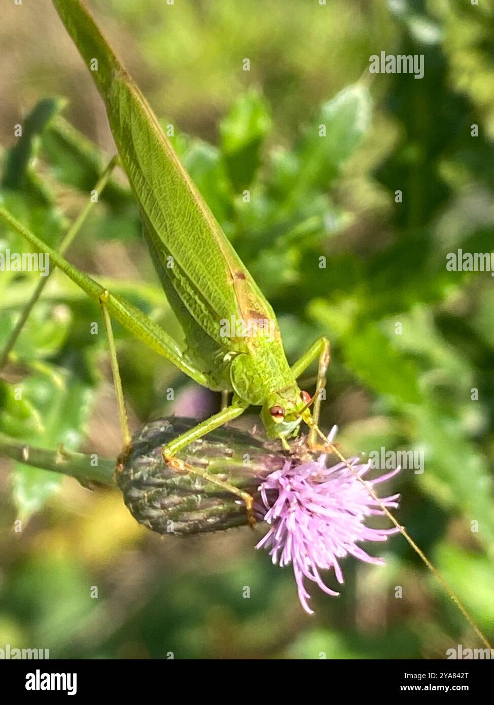 Sickle-bearing Bush-cricket (Phaneroptera falcata) Insecta Stock Photo ...