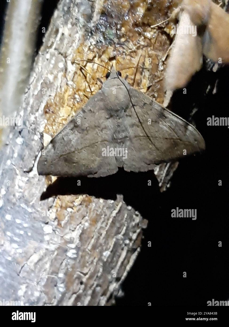 Velvetbean Caterpillar Moth (Anticarsia gemmatalis) Insecta Stock Photo ...