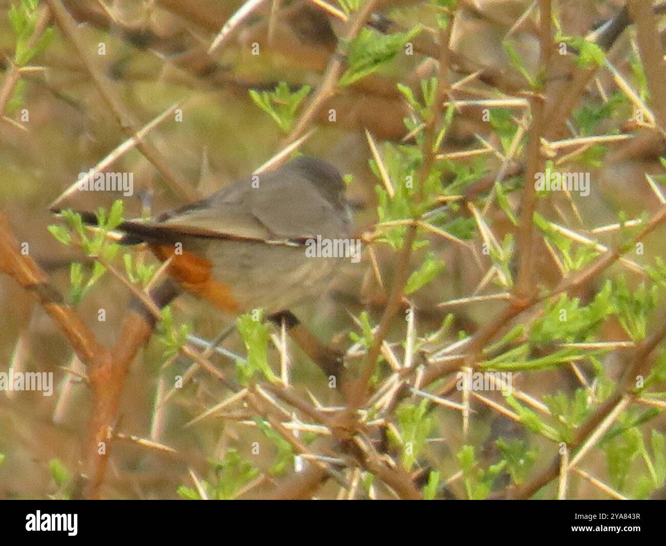 Chestnut vented hi-res stock photography and images - Alamy