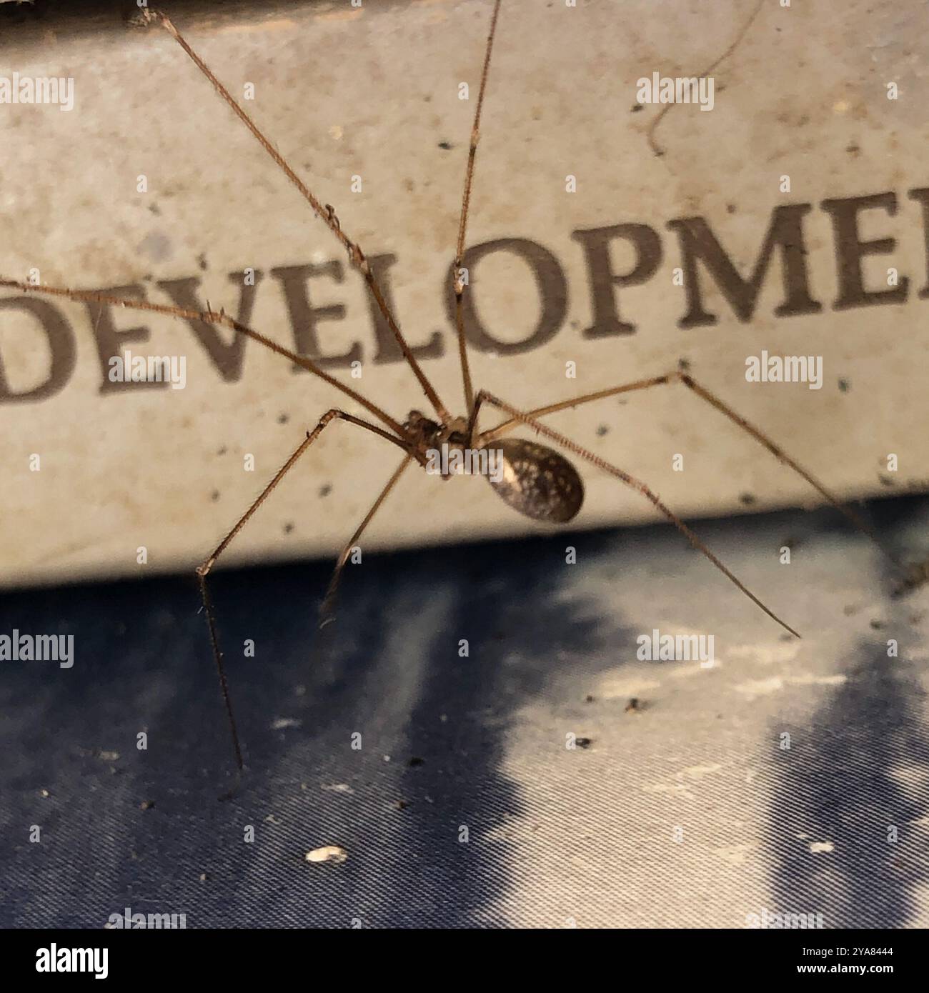 Manueli hi-res stock photography and images - Alamy