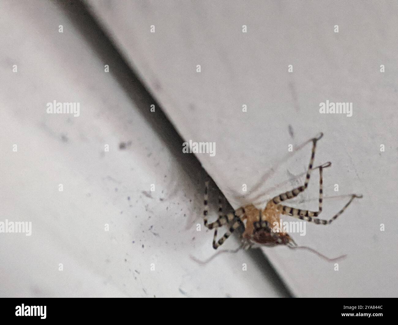 Ringed Assassin Bug (Pselliopus cinctus) Insecta Stock Photo - Alamy