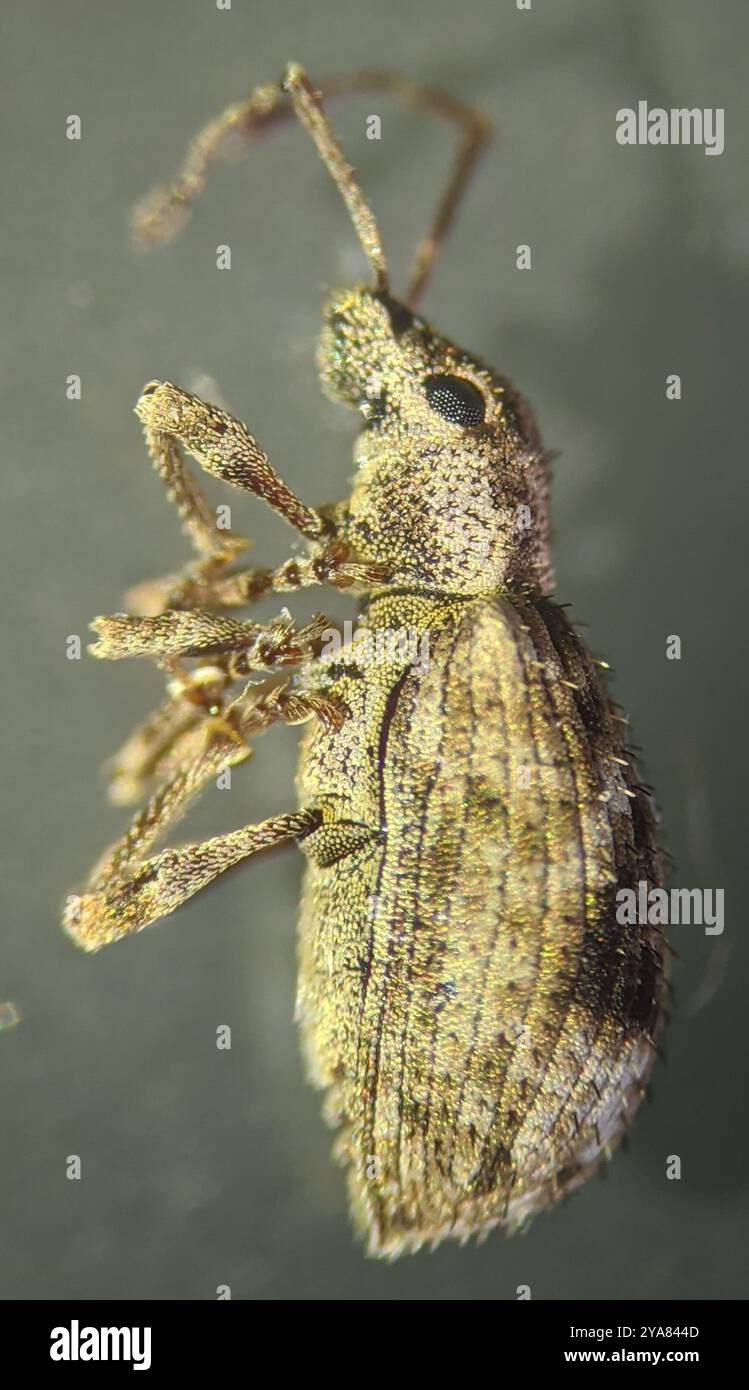 Peach Root Weevil (Pseudoedophrys hilleri) Insecta Stock Photo - Alamy